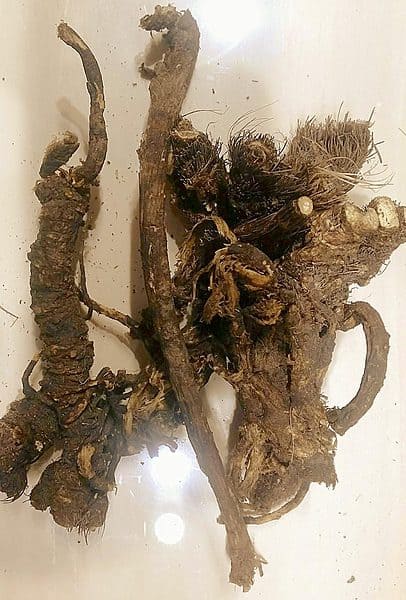 A Root For Health – Bears Den Native Crafts