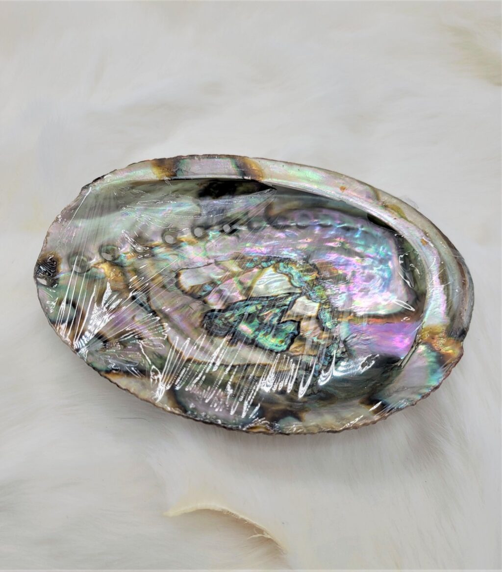 Natural Abalone Shell – Bears Den Native Crafts